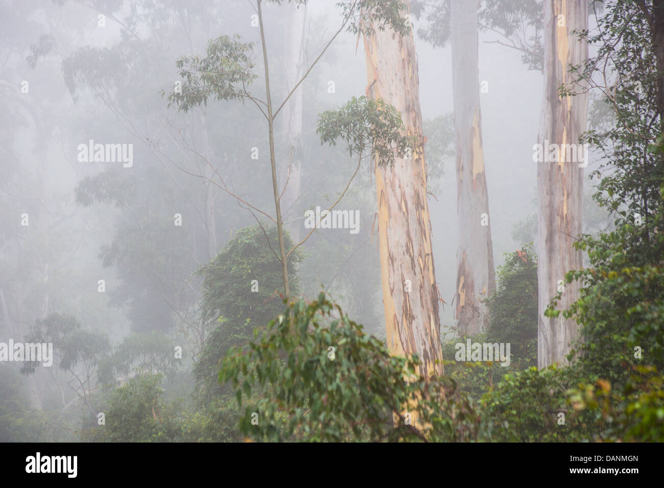 Tall moist eucalypt forest in hi-res stock photography and images - Alamy