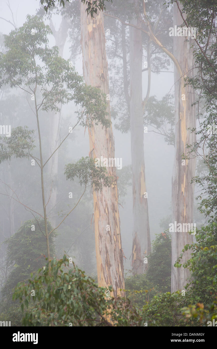 Tall moist eucalypt forest in early morning mist, Watagans National ...