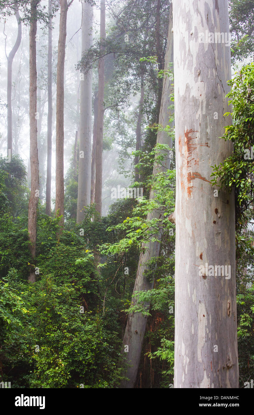 Tall moist eucalypt forest in early morning mist, Watagans National ...