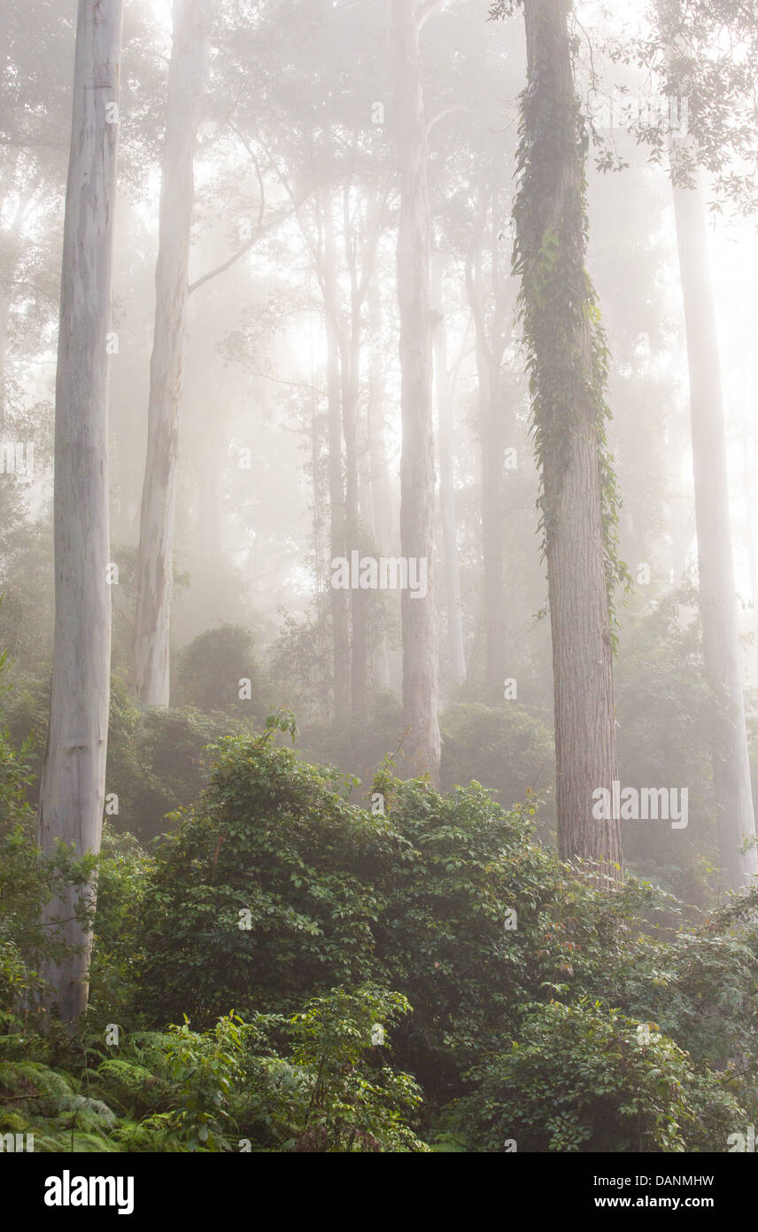 Moist eucalypt forest hi-res stock photography and images - Alamy
