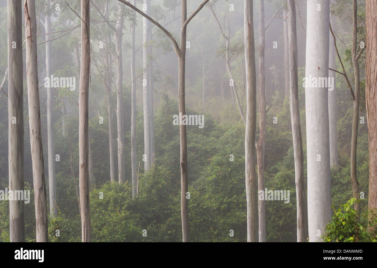 Moist eucalypt forest hi-res stock photography and images - Alamy