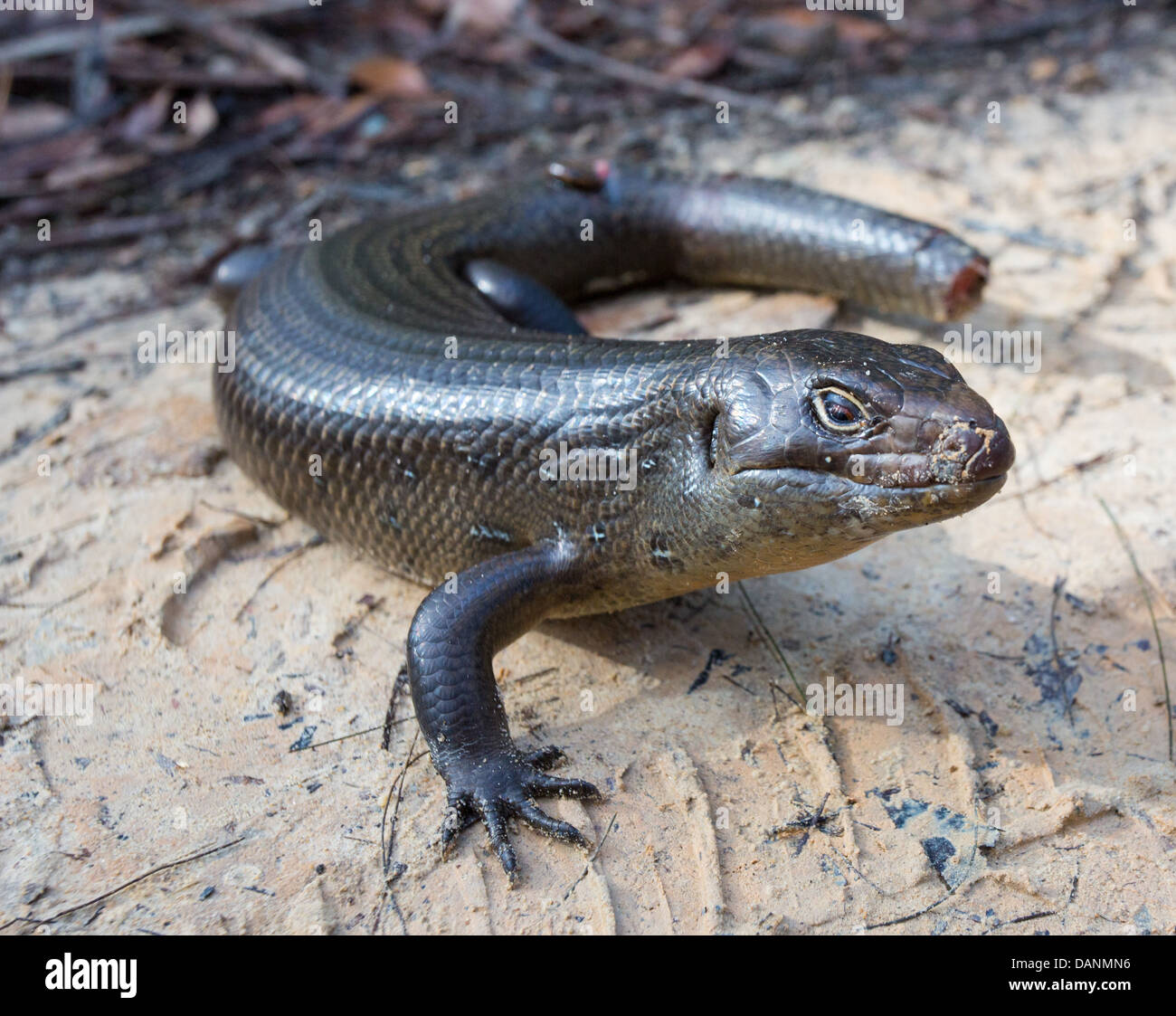 Land Mullet (Egernia major) in Watagans National Park, NSW, Australia ...