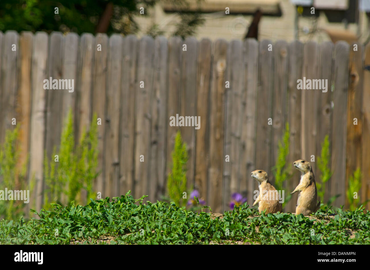 Adult Black-tailed Prairie dogs in spring living close to suburban home ...