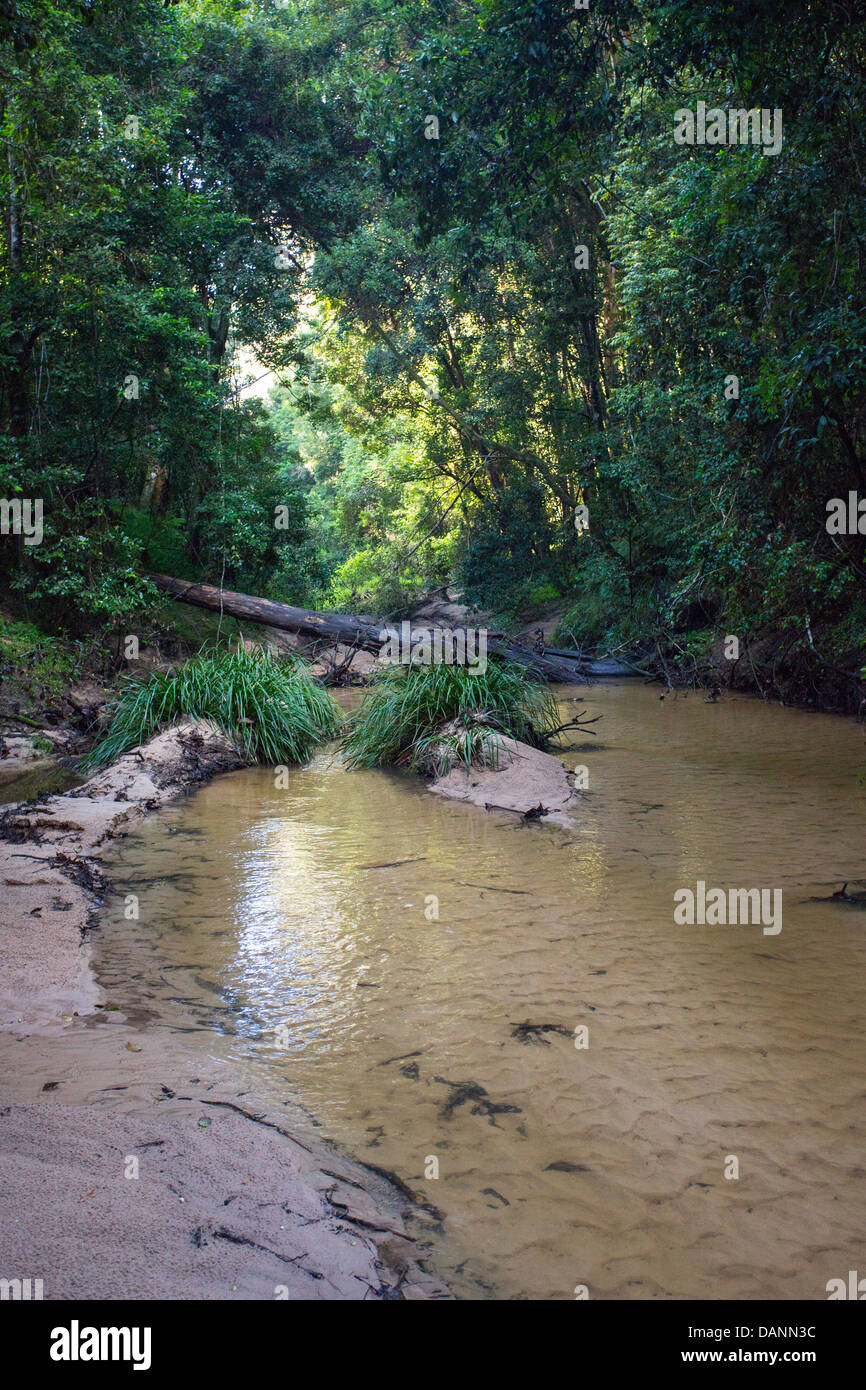 Clear water in a clean rainforest creek near Ourimbah, NSW, Australia ...
