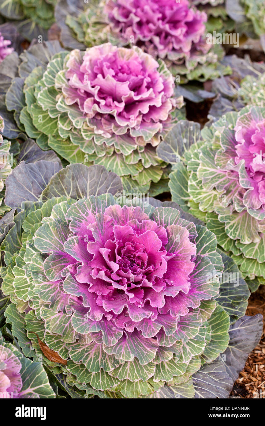 Purple heads of ornamental kale in a garden bed Stock Photo - Alamy
