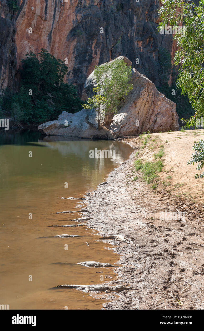 Freshwater crocodiles hi-res stock photography and images - Alamy