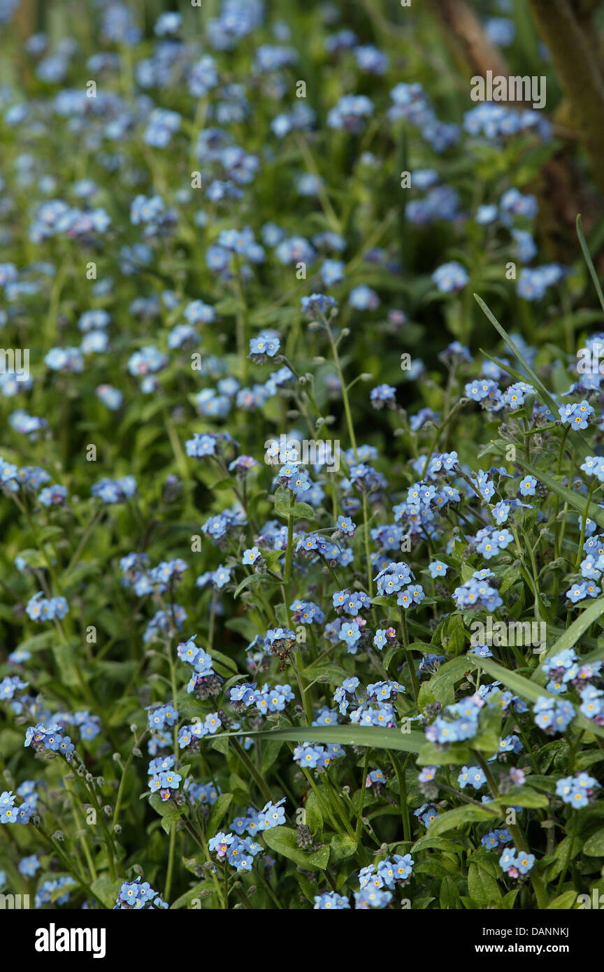 A cover of blue forget-me-not flowers in a garden setting Stock Photo ...