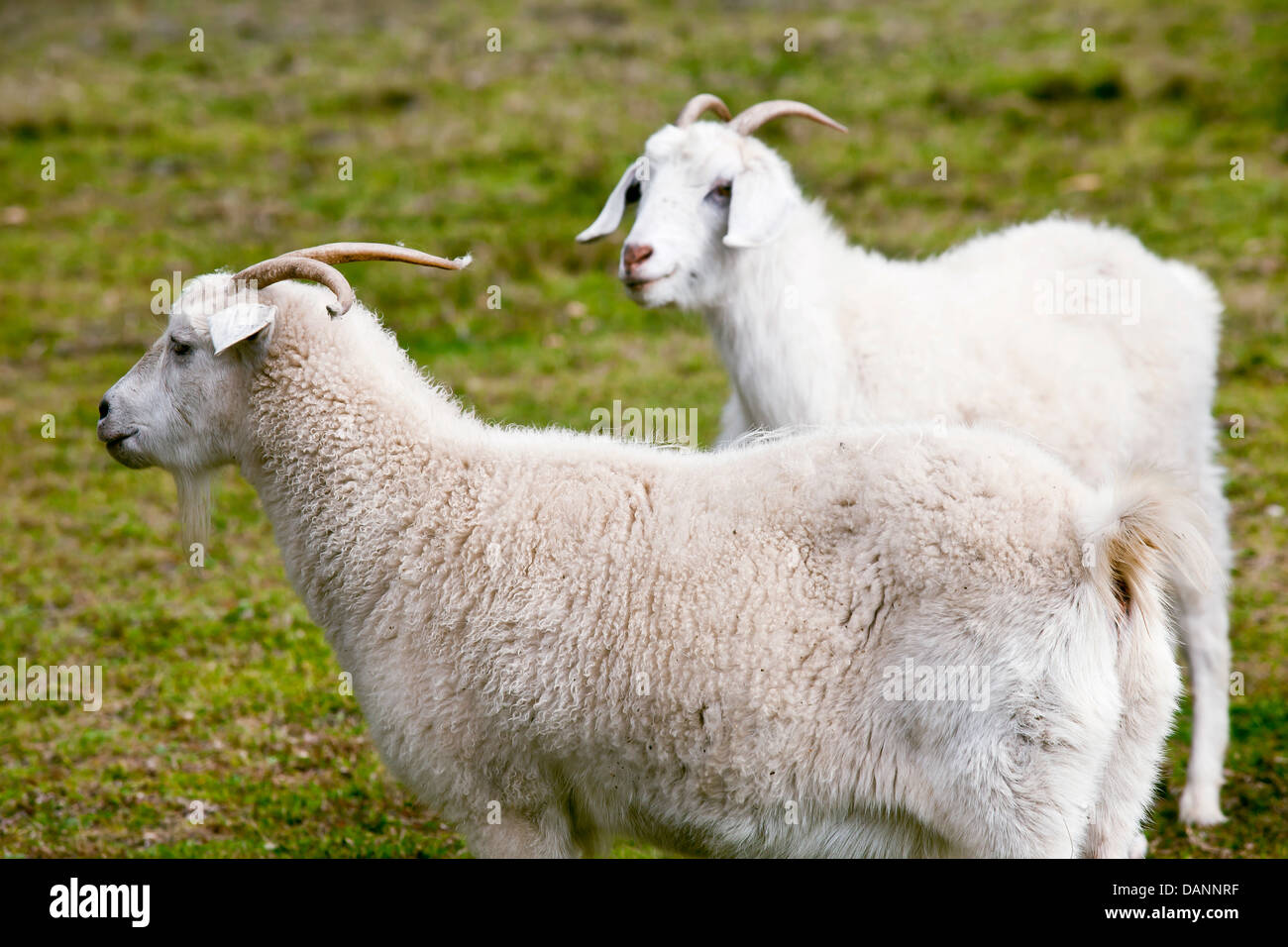 Two white billy goats grazing in a field Stock Photo - Alamy
