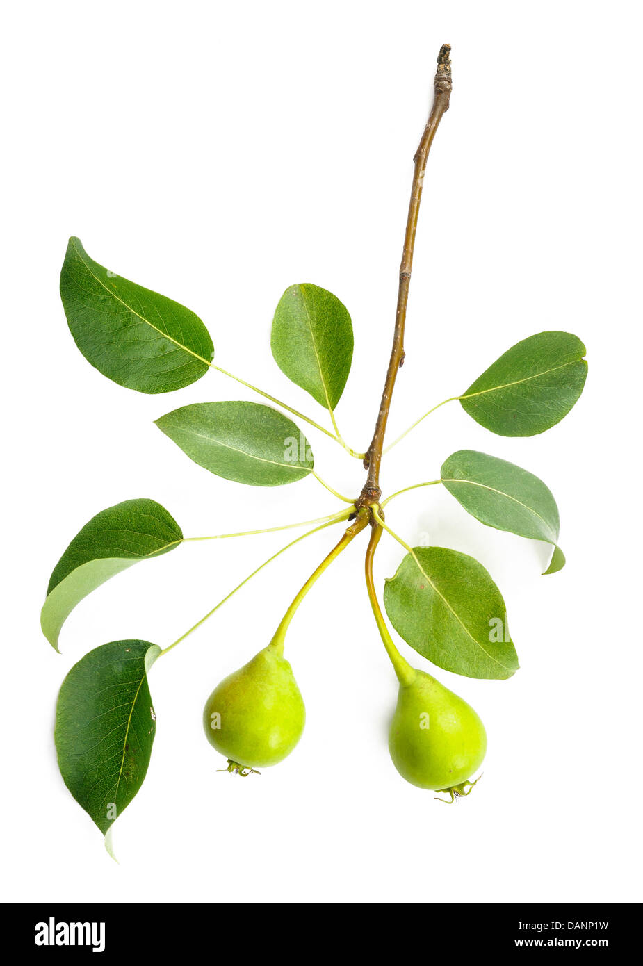 A Pear tree branch with leaves and two little pears Stock Photo - Alamy