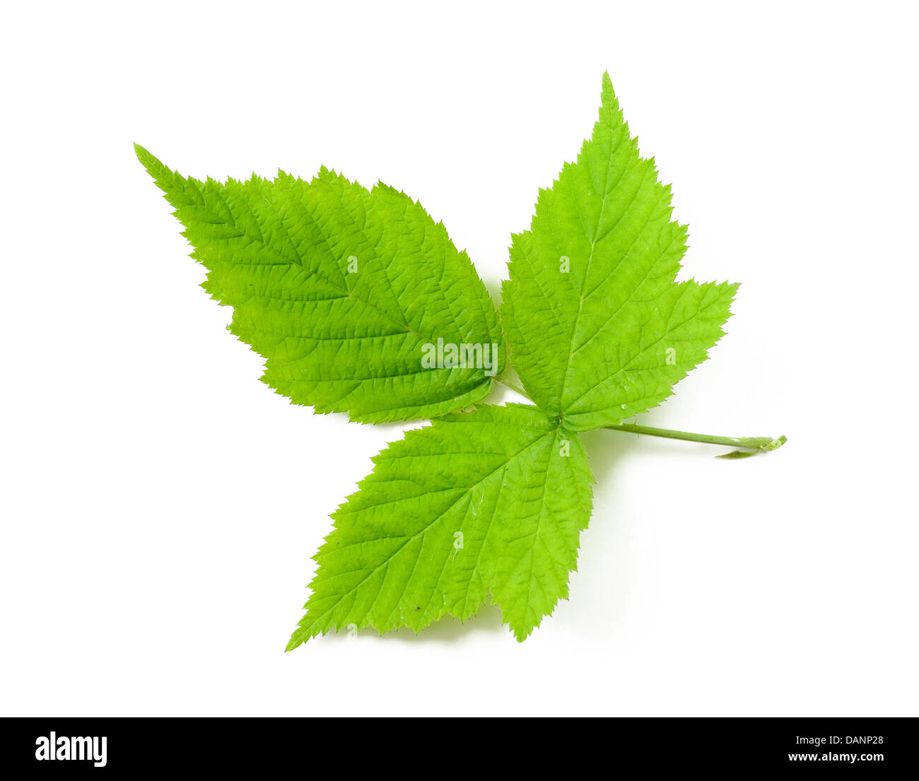 Tender green Raspberry leaves on white background Stock Photo - Alamy
