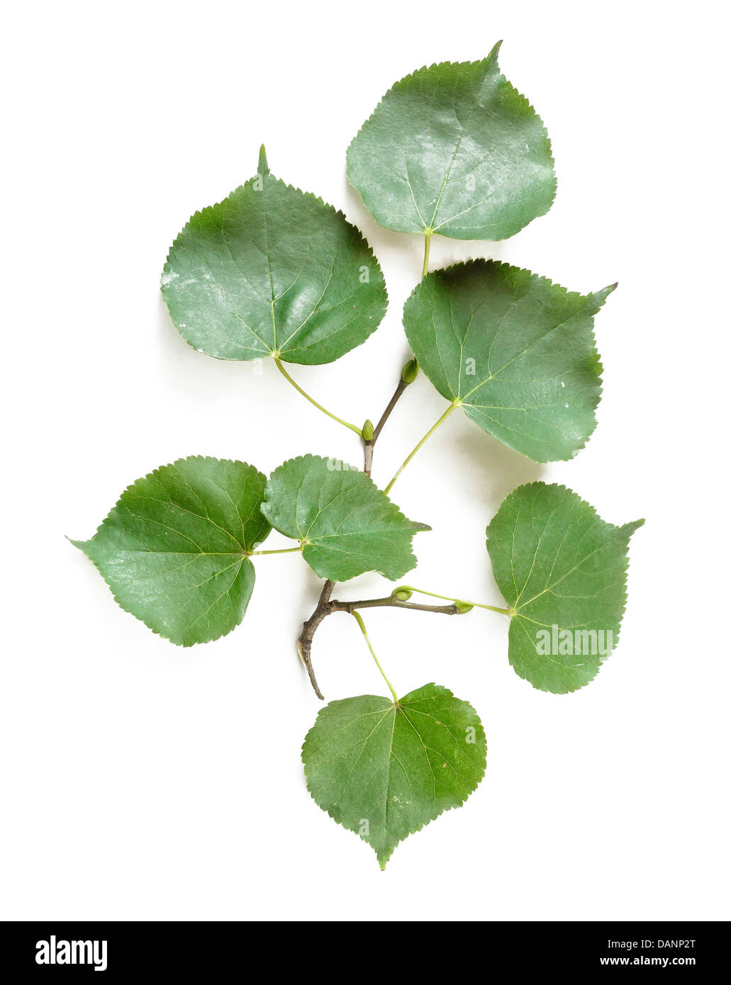 Some green Tilia leaves on white background Stock Photo - Alamy