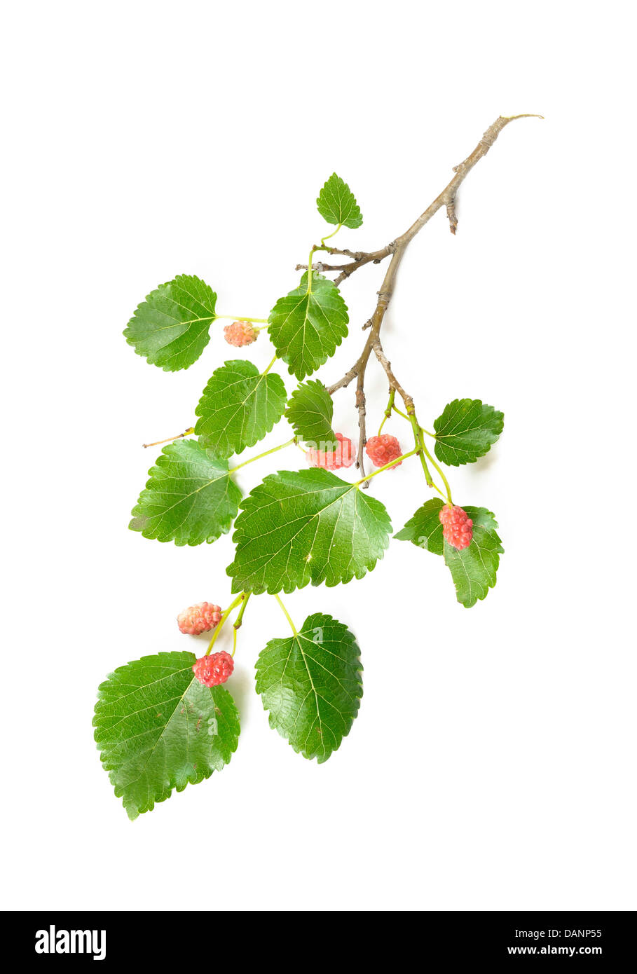 Mulberry tree hi-res stock photography and images - Alamy