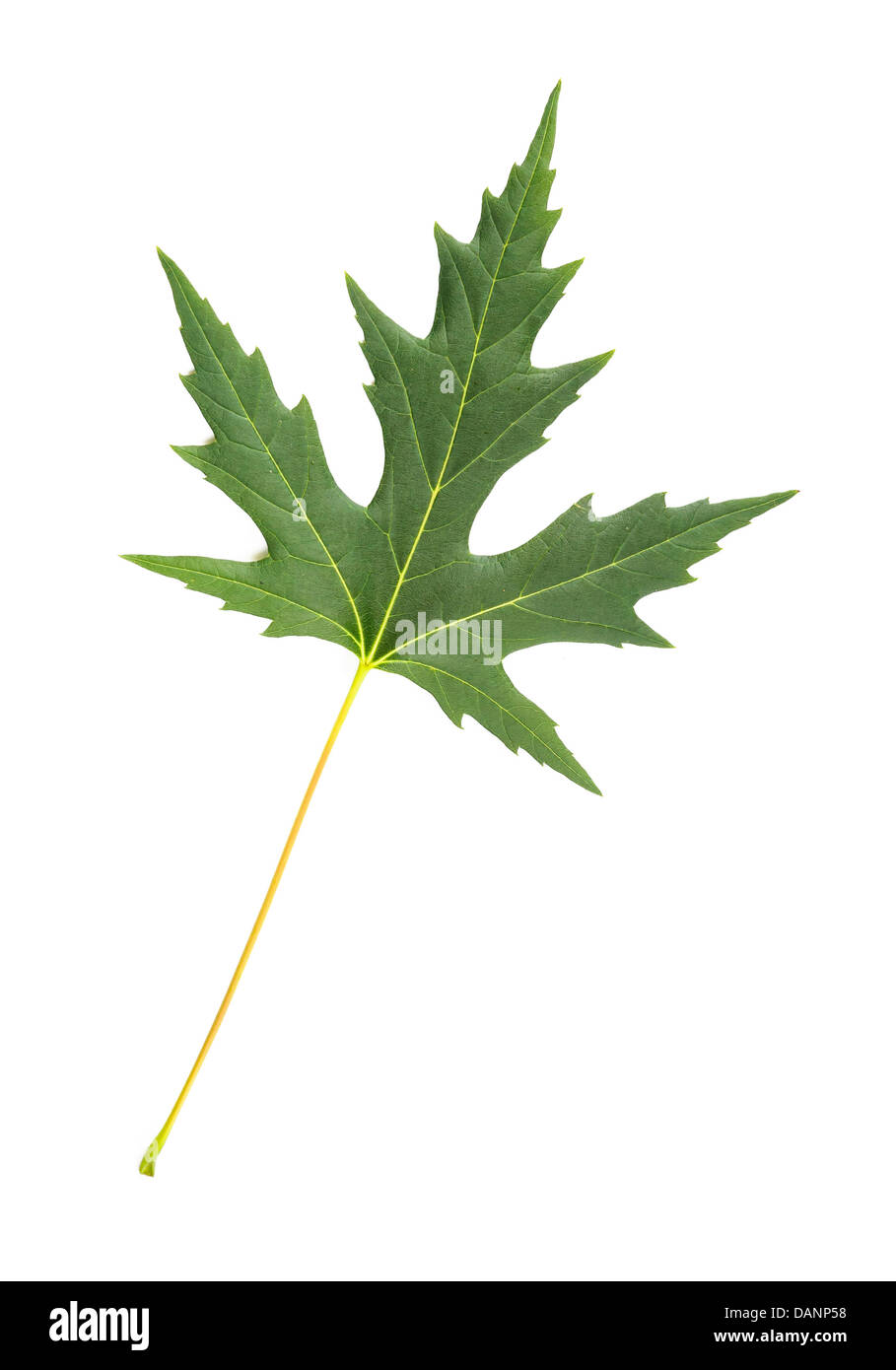 Green maple leaves summer Cut Out Stock Images & Pictures - Alamy