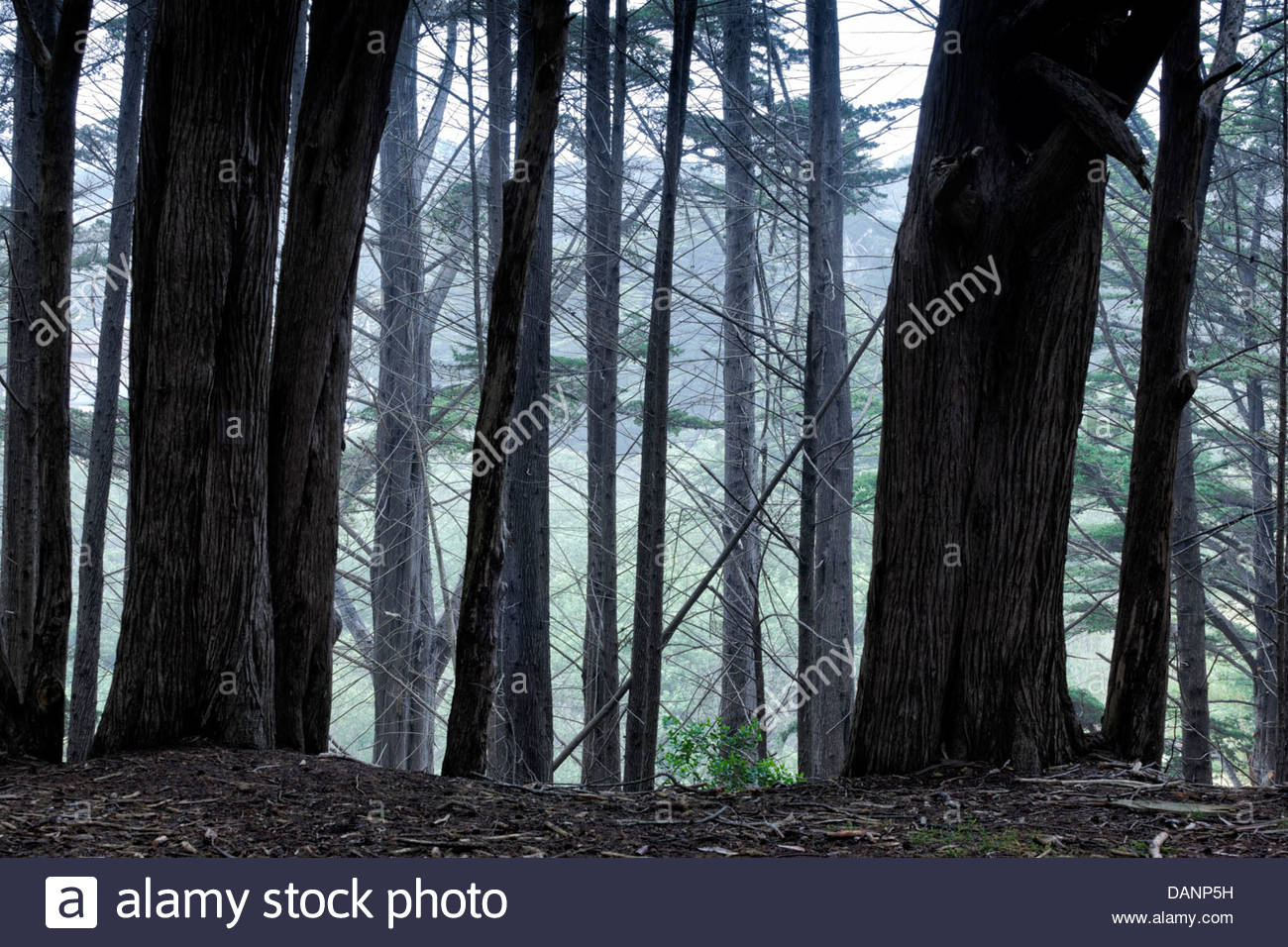 Cypress Pine Tree High Resolution Stock Photography and Images - Alamy