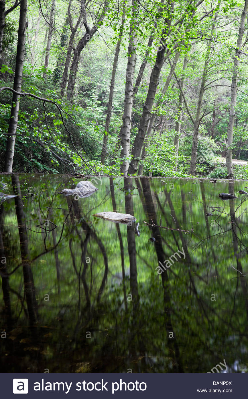 White Alder High Resolution Stock Photography and Images - Alamy