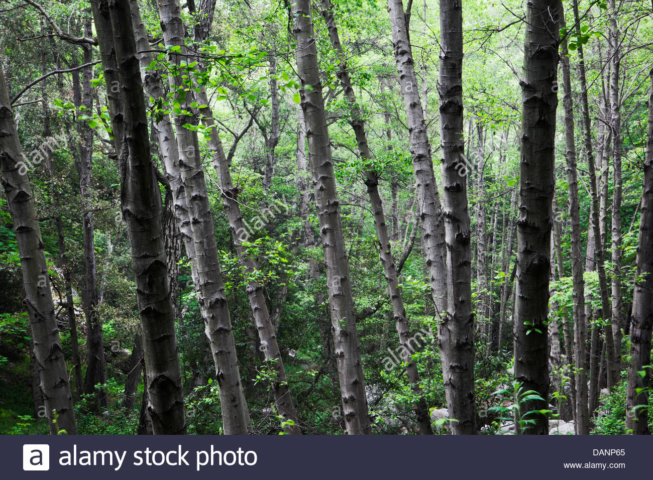 Alder Tree High Resolution Stock Photography and Images - Alamy