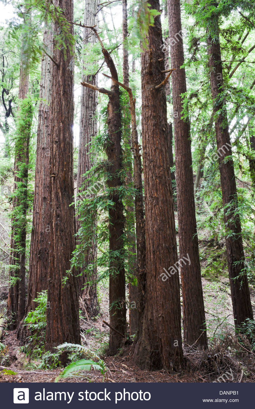 Second Growth High Resolution Stock Photography and Images - Alamy