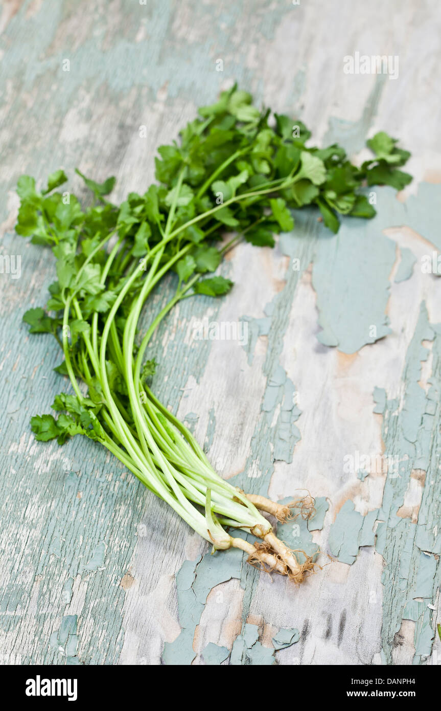 Coriander bunch hi-res stock photography and images - Alamy