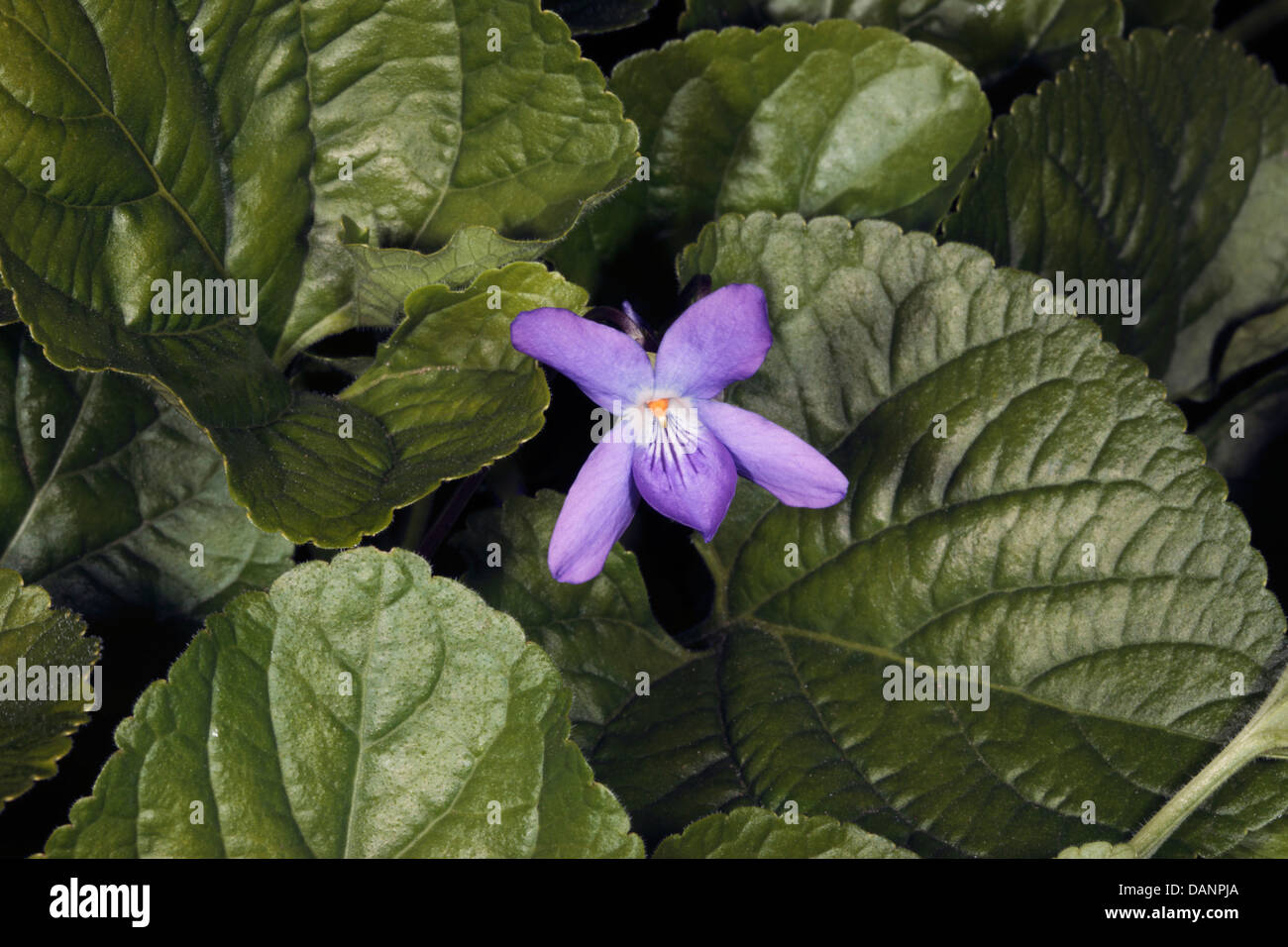 The violet family violaceae hi-res stock photography and images - Alamy