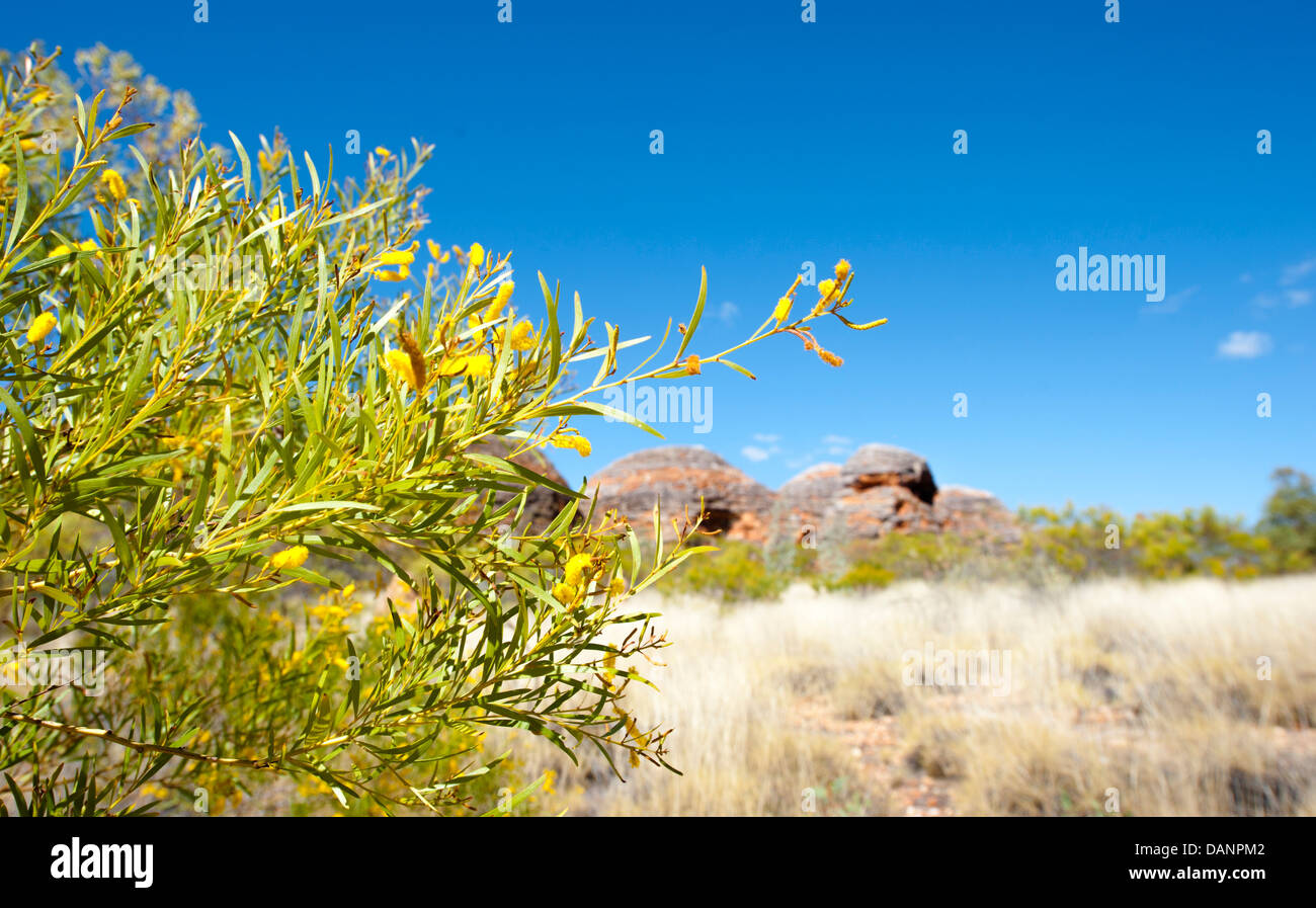 Kimberley landscape with the striped sandstone dome of Purnululu ...
