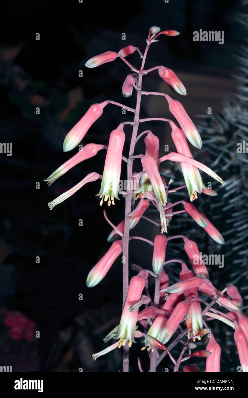 Madgasacan native Aloe flowers- Aloe fragilis - Family Asphodelacea ...