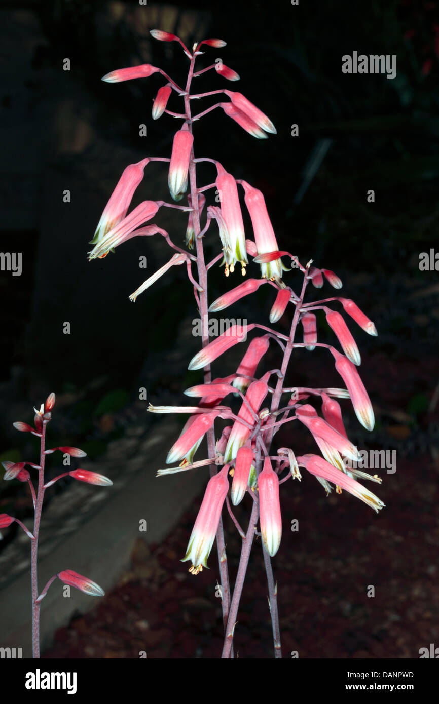 Madgasacan native Aloe flowers- Aloe fragilis - Family Asphodelacea ...