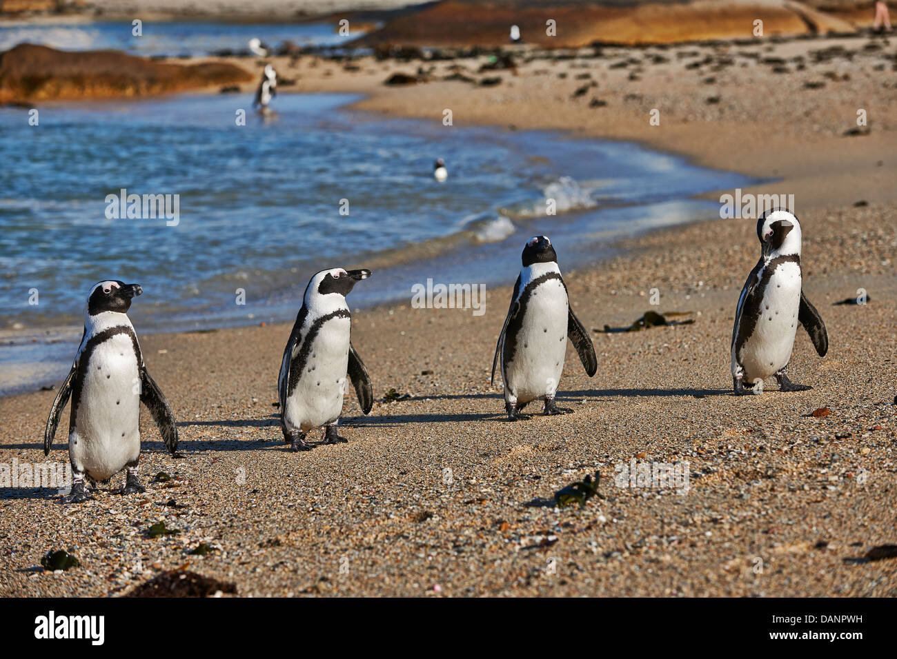 African Penguin, Spheniscus demersus, Boulders Beach, Simon's Town ...