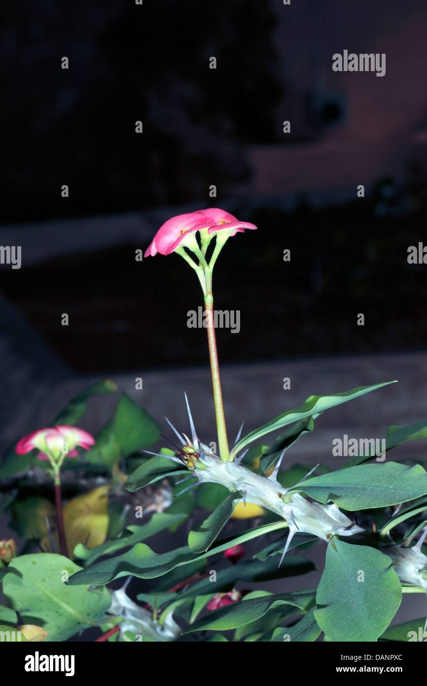 Crown of Thorns/ Christ Plant/ Christ Thorn Cactus flowers - Euphorbia ...