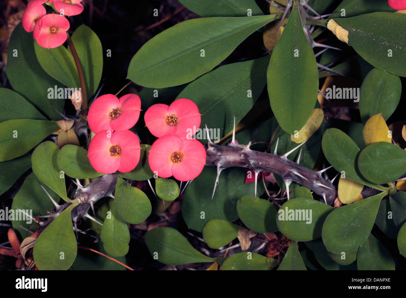 Crown of Thorns/ Christ Plant/ Christ Thorn Cactus flowers - Euphorbia ...