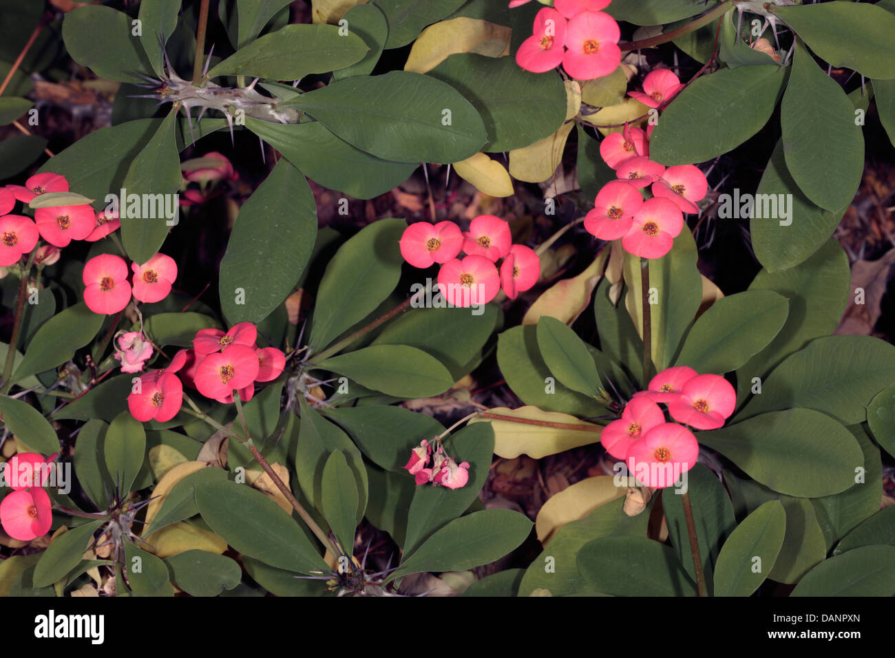 Crown of Thorns/ Christ Plant/ Christ Thorn Cactus flowers - Euphorbia ...
