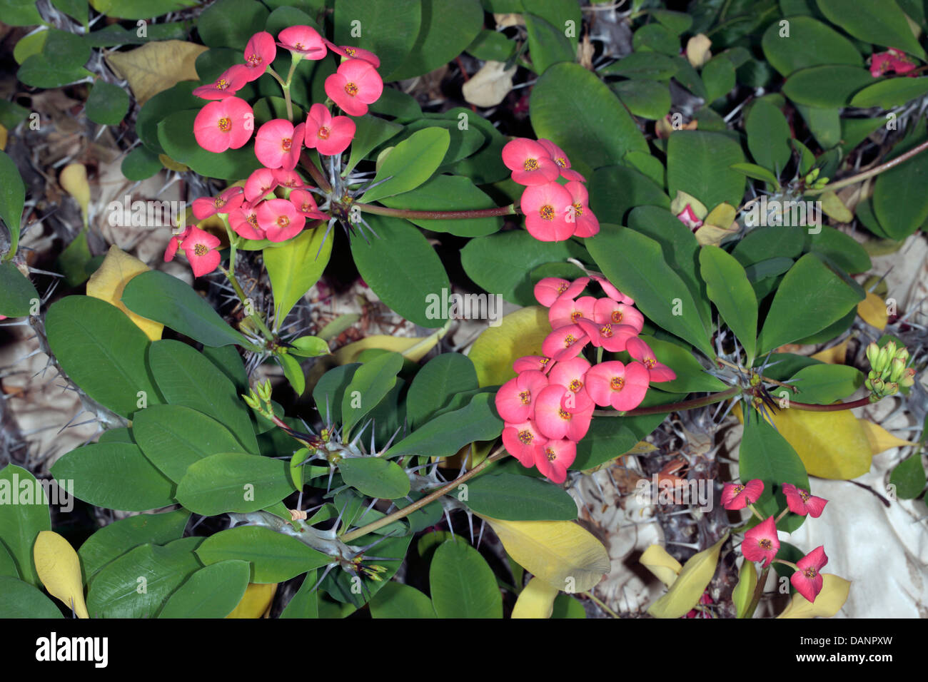Crown of Thorns/ Christ Plant/ Christ Thorn Cactus flowers - Euphorbia ...