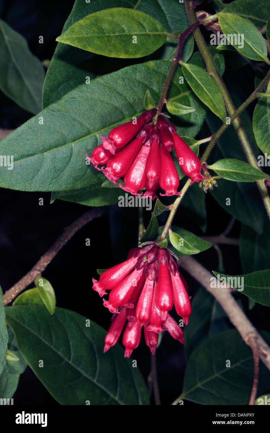 Cestrum elegans hi-res stock photography and images - Alamy