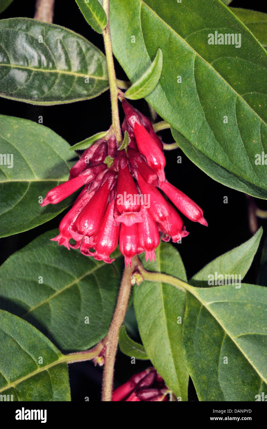 Close-up of Purple Jessamine / Red Cestrum/ Purple Cestrum - Cestrum ...