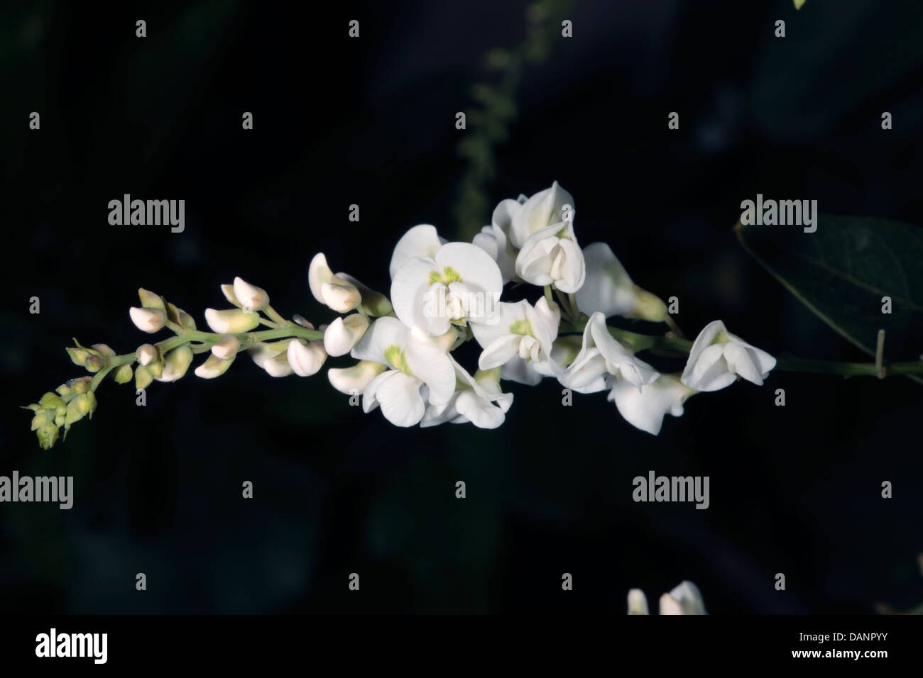 Australian native pea flower hi-res stock photography and images - Alamy