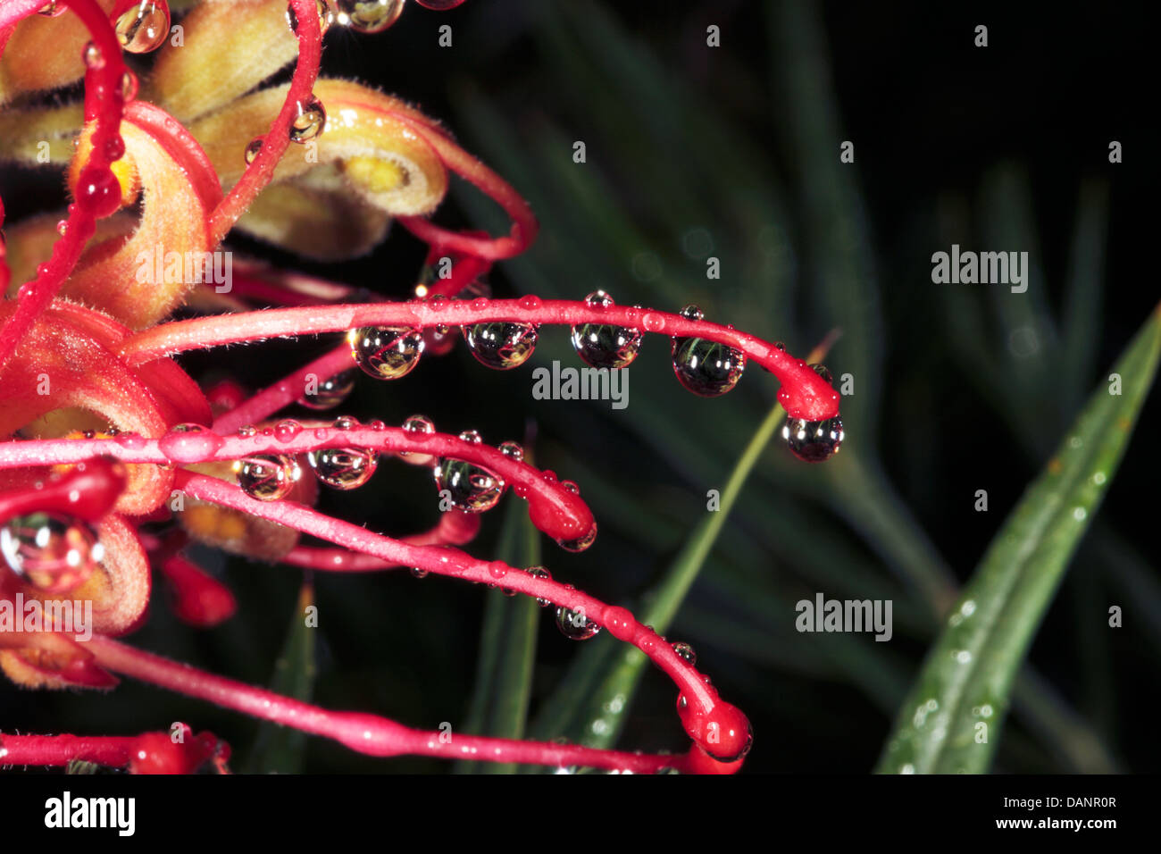 Close-up of single filaments of a grevillea flower covered in dew. Rows ...