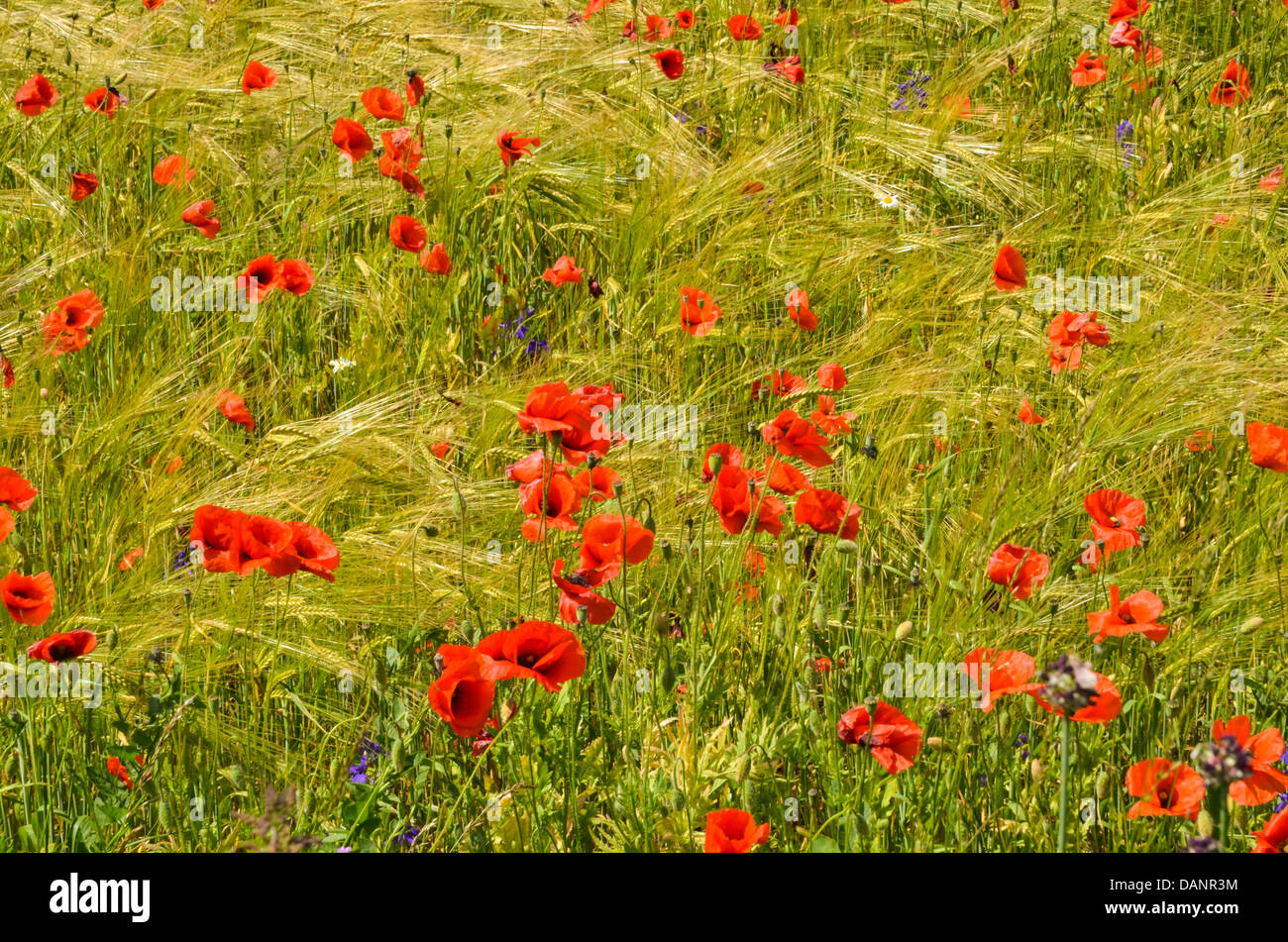 Poppies on background hi-res stock photography and images - Alamy
