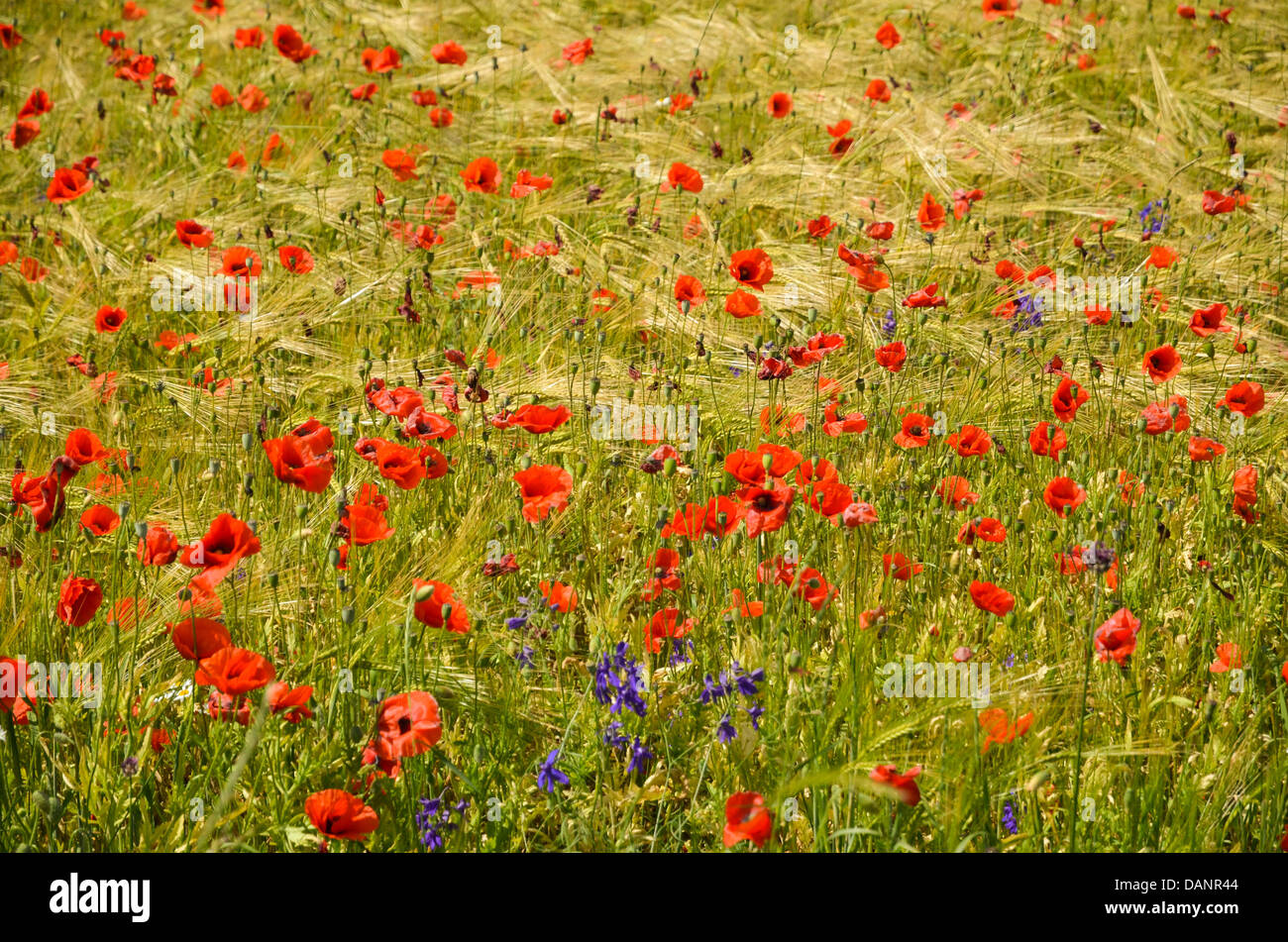 Poppies on background hi-res stock photography and images - Alamy