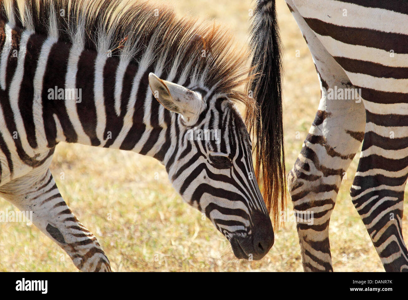Zebra behind hi-res stock photography and images - Alamy