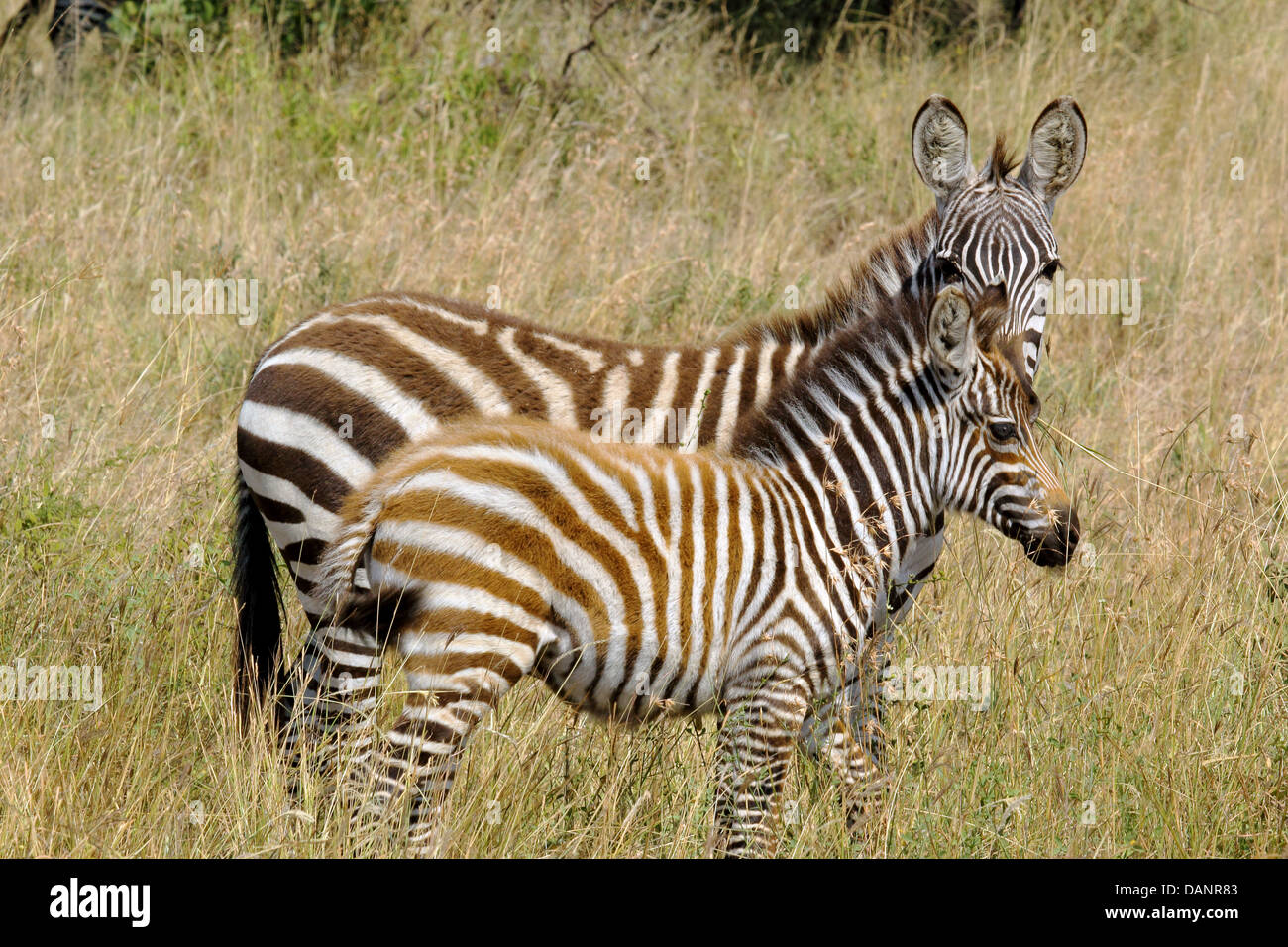 A shaggy baby zebra (Equus Quagga) with his elder brother Stock Photo ...