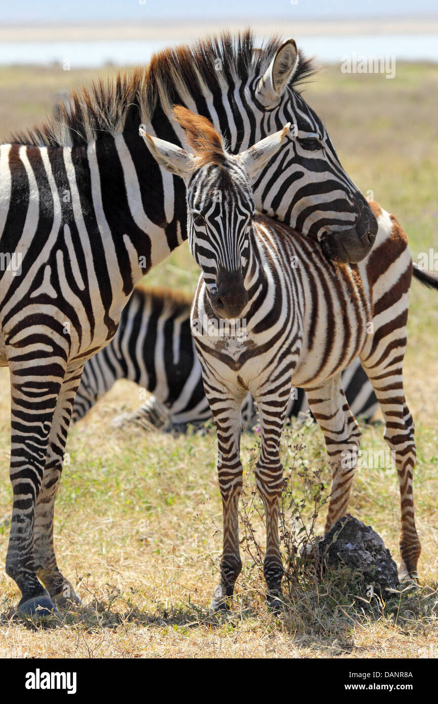 Zebra Baby And Mother