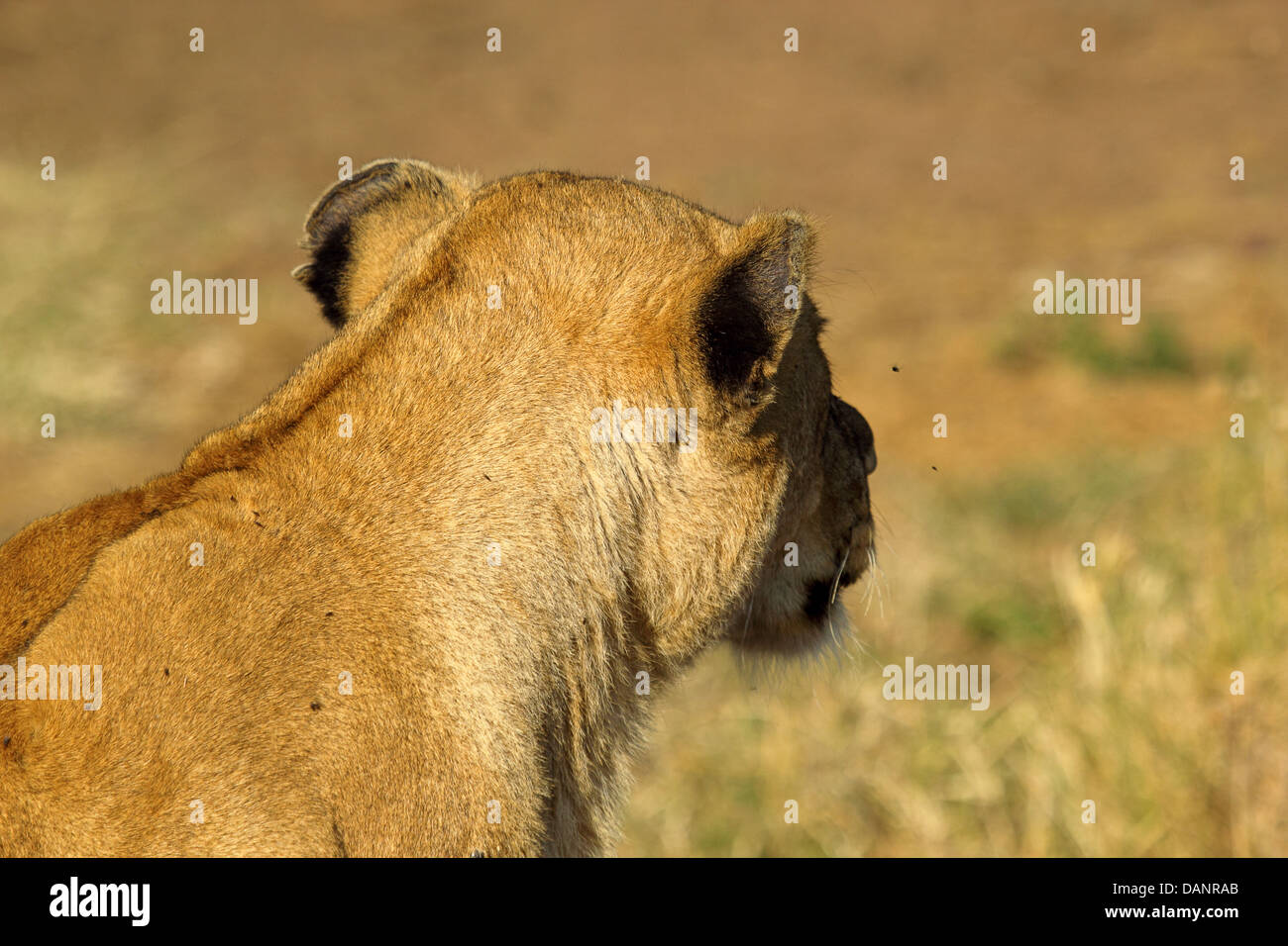 A lioness (Panthera Leo) from behind Stock Photo - Alamy
