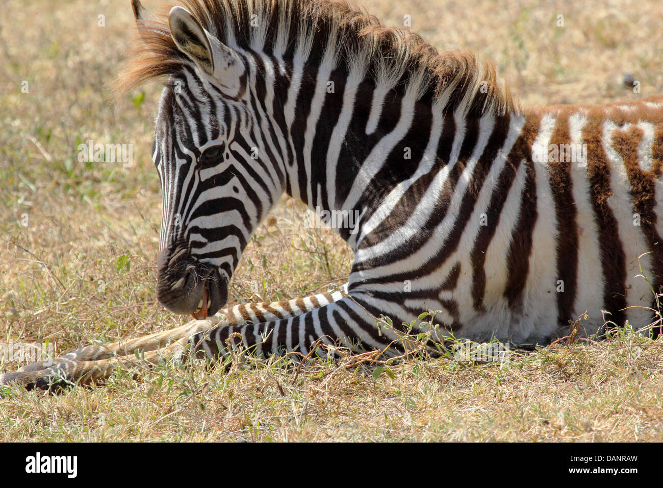 A baby zebra (Equus Quagga) lying on the grass Stock Photo - Alamy