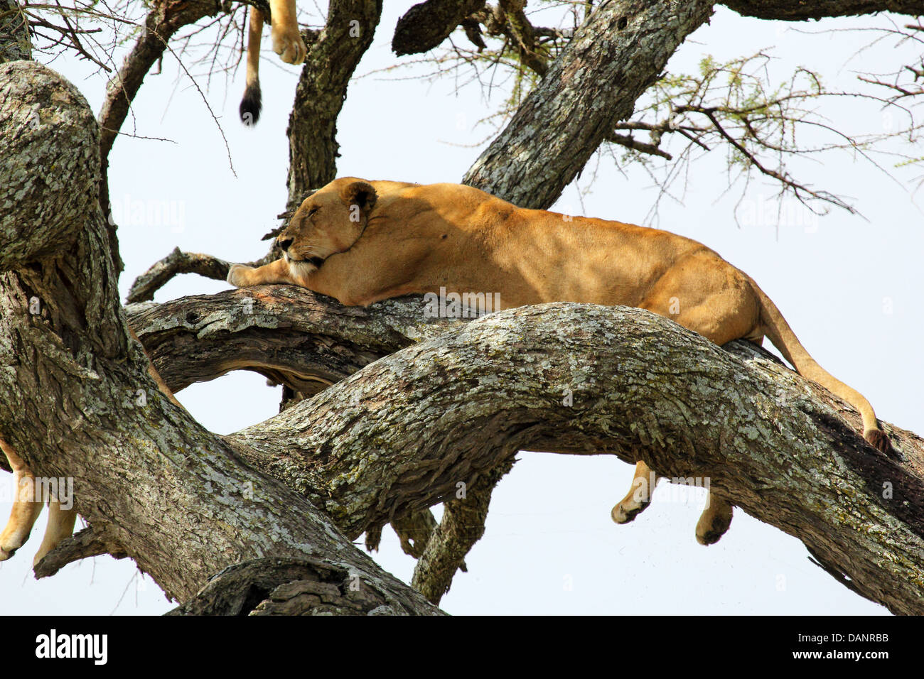 Lioness sleeping in national park hi-res stock photography and images ...