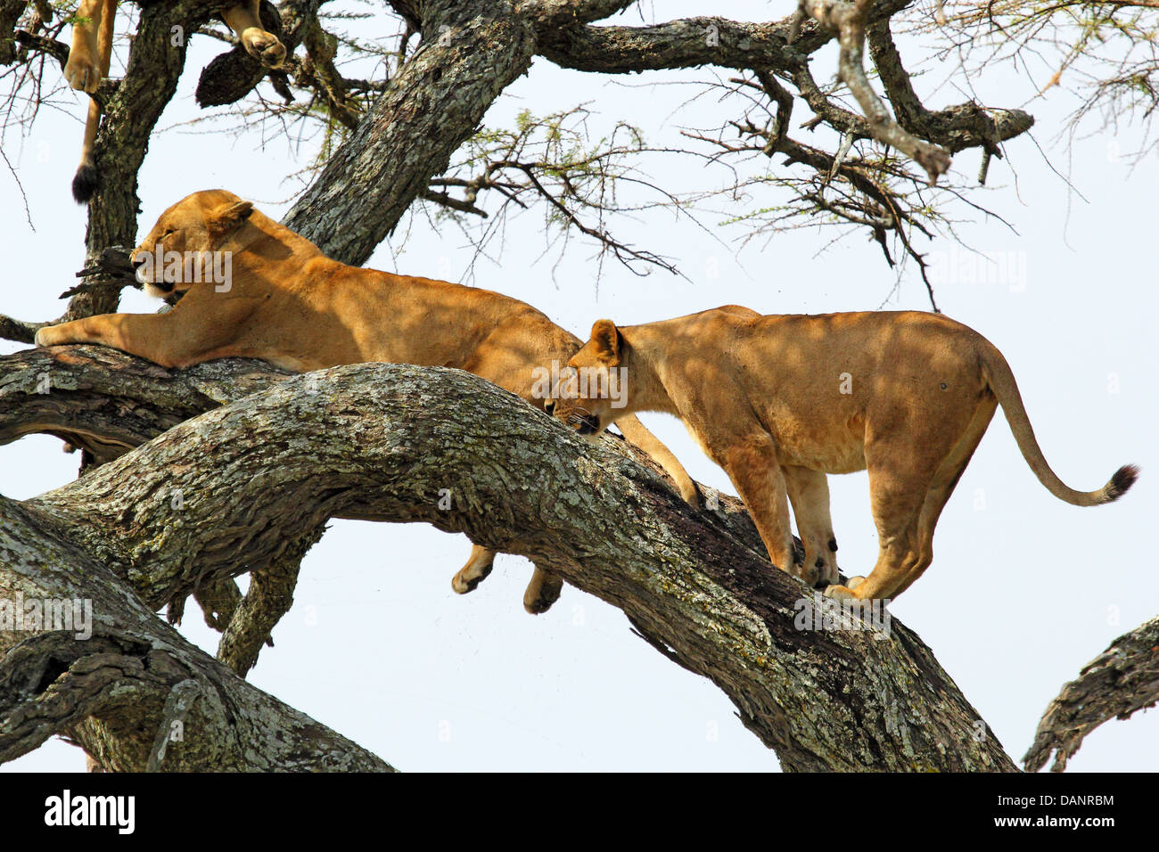 Lionesses rest in a tree in tanzania hi-res stock photography and ...