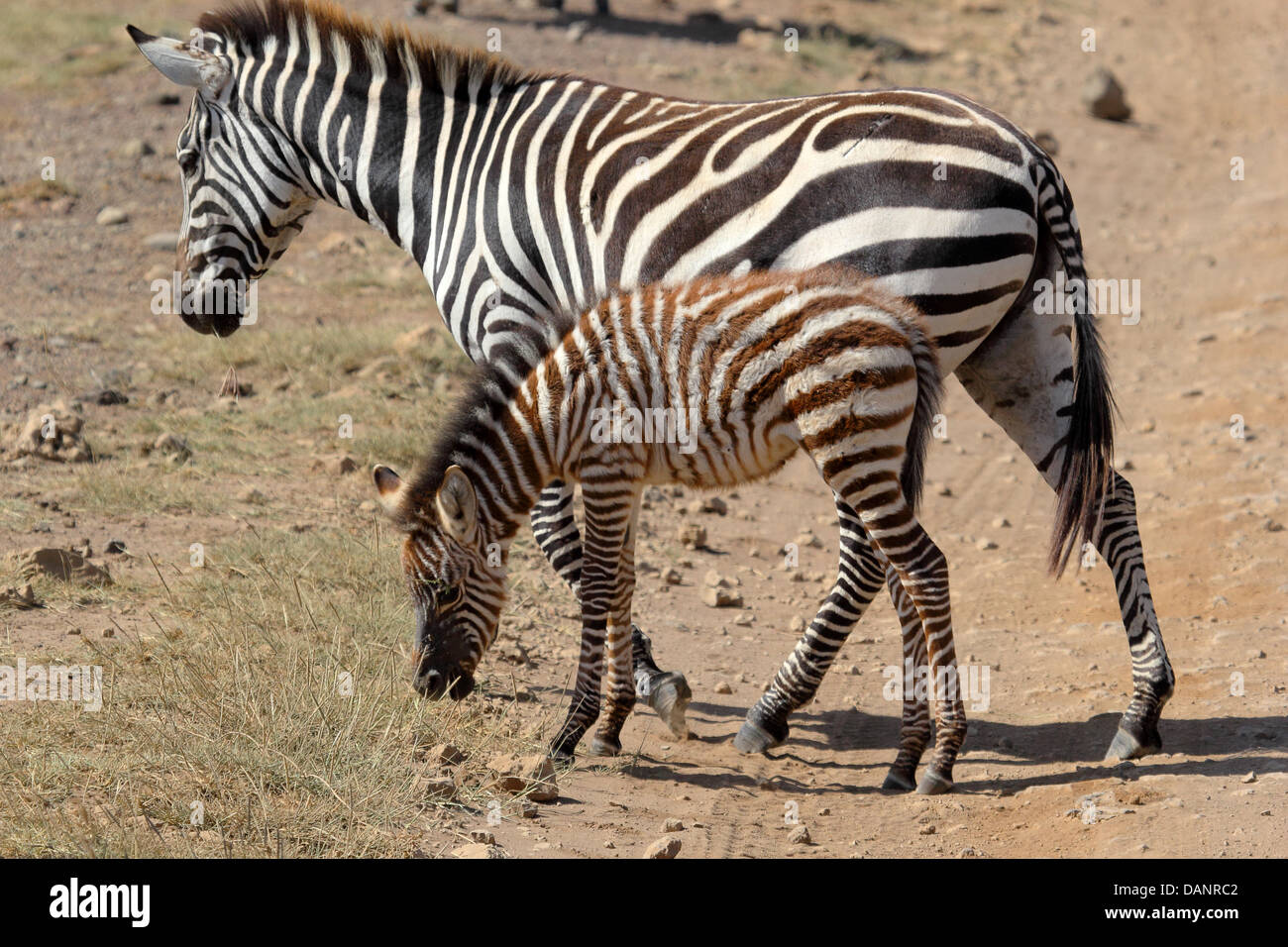 Mum And Baby Zebra High Resolution Stock Photography and Images - Alamy