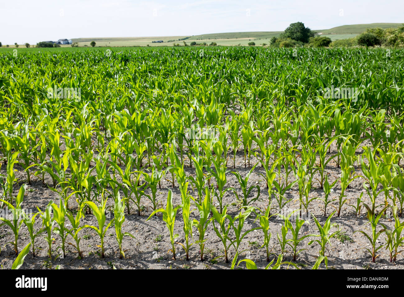 Young corn crop growing in green farm hi-res stock photography and ...