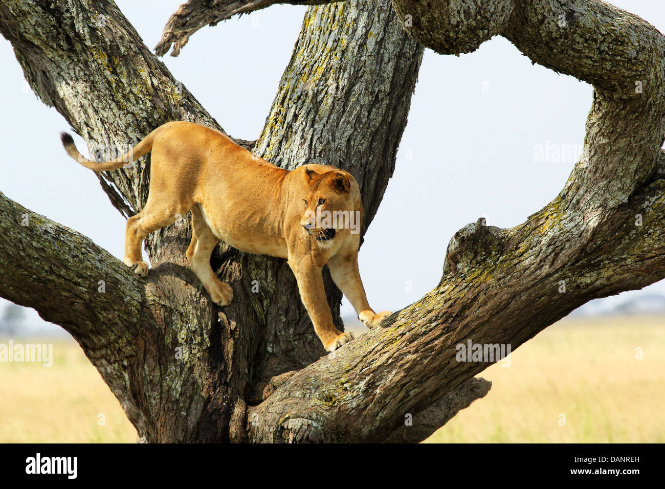 A lioness (Panthera Leo) on a tree in Serengeti National Park, Tanzania ...