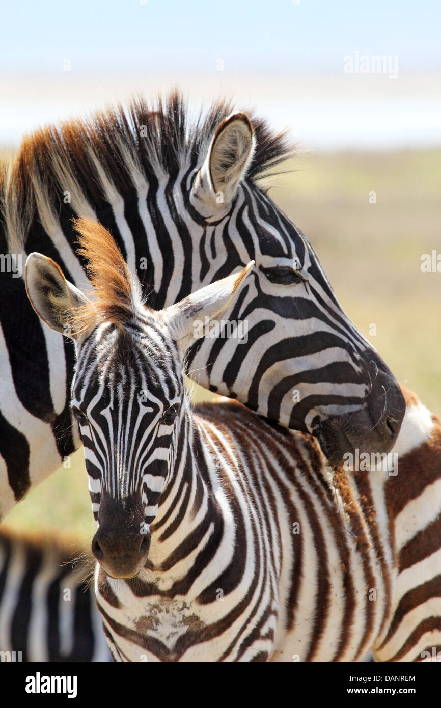 A baby zebra (Equus Quagga) and his mother in Ngorongoro Conservation ...