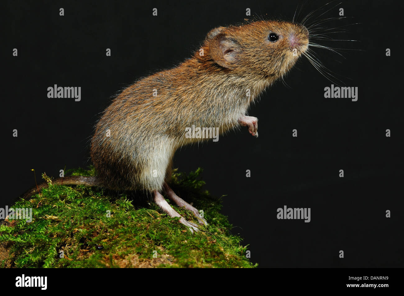 Animal tiny hi-res stock photography and images - Alamy