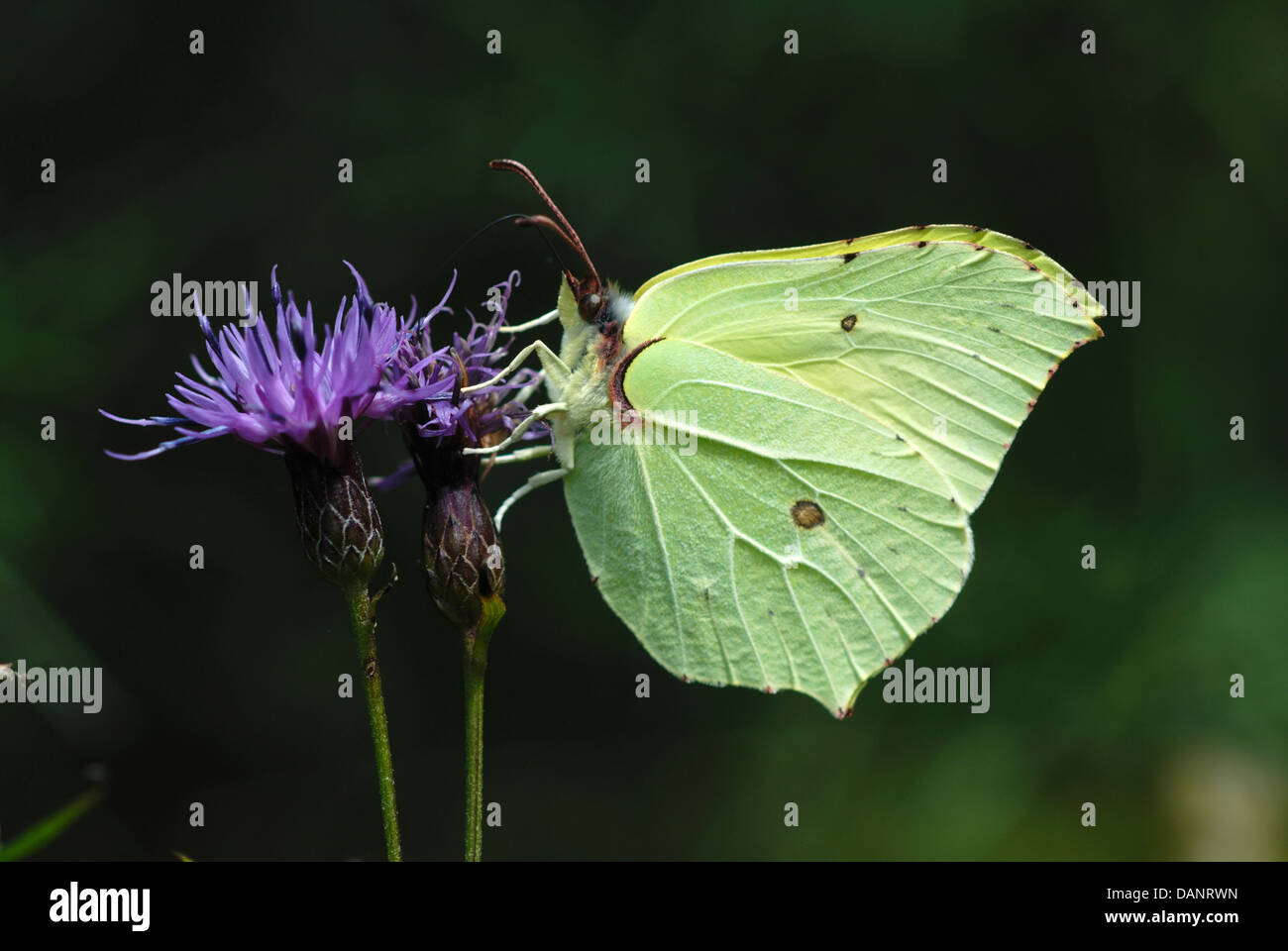 Yellow butterfly brimstone sulphur hi-res stock photography and images ...